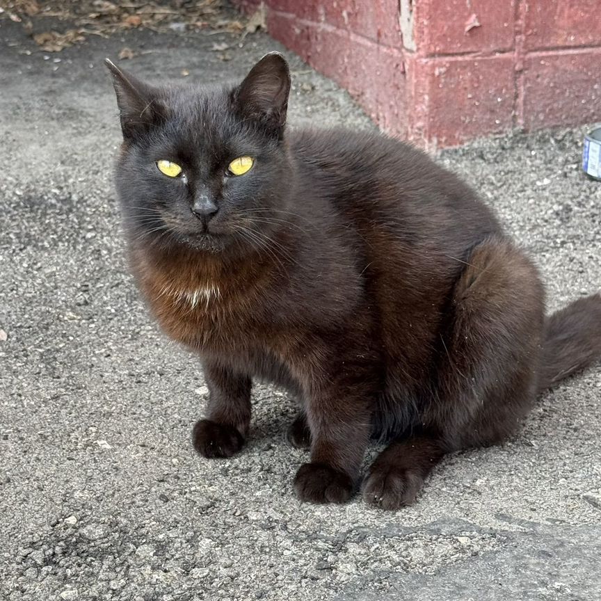 Котенок подросток