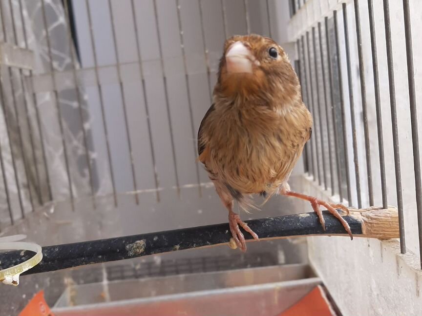 Кенар молодой очень хорошо поёт