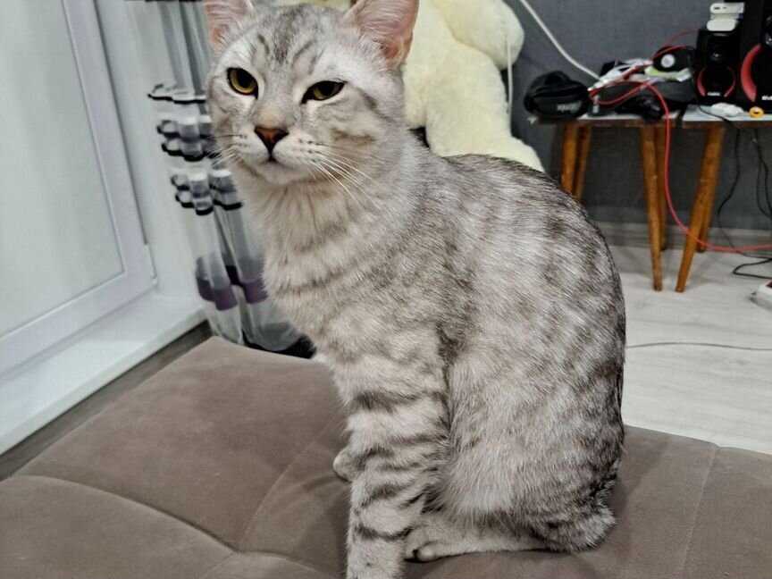Отдам бесплатно животные кот