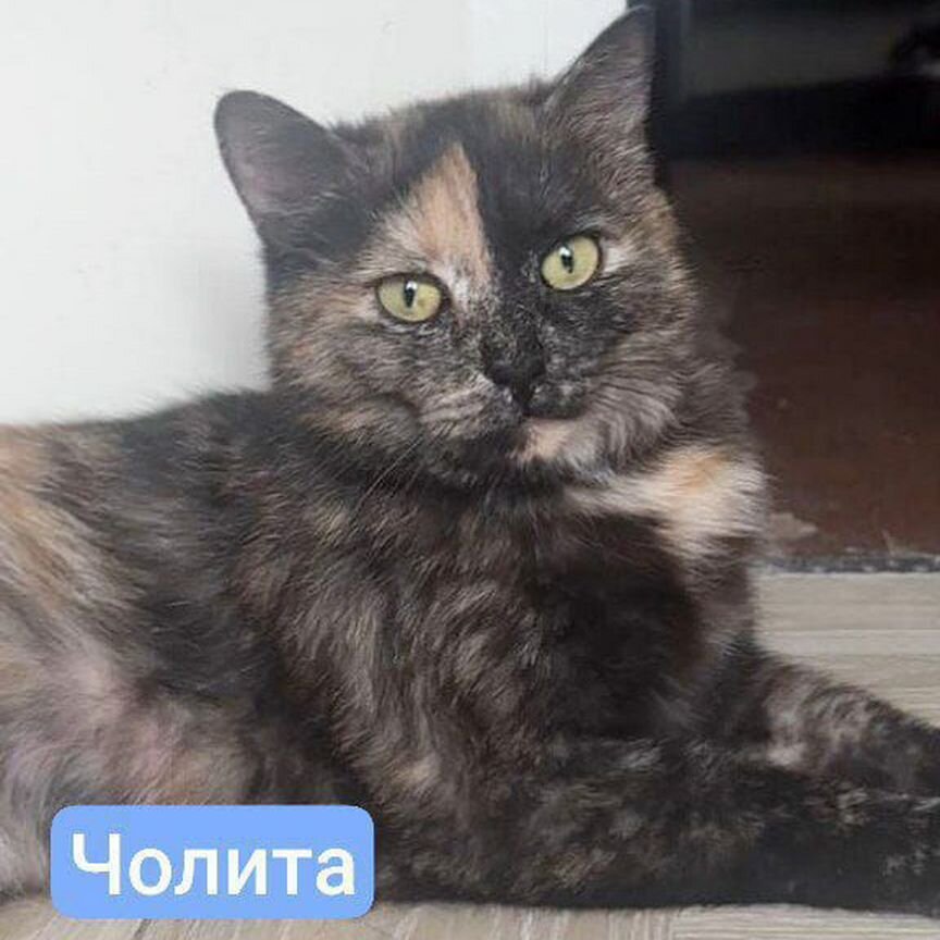 Кошечка Чолита 1 год