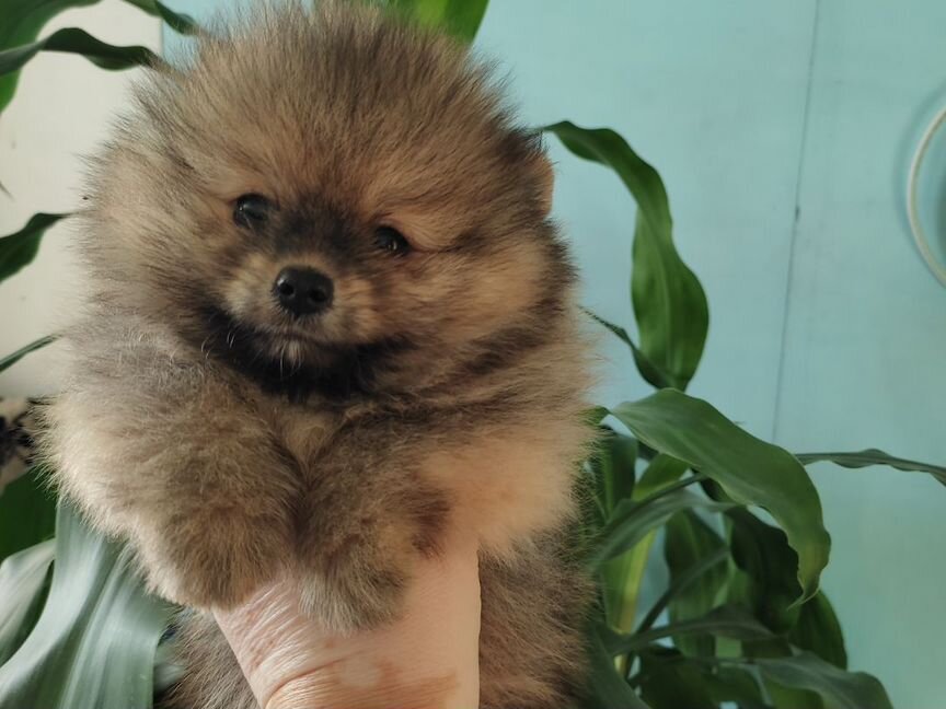 Померанский шпиц