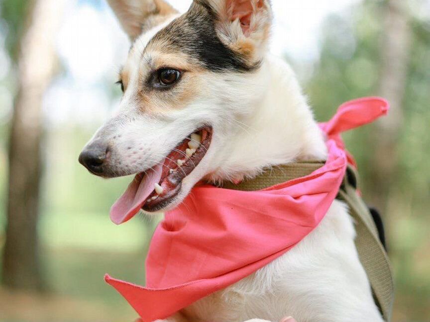 Нежная девочка Мальта