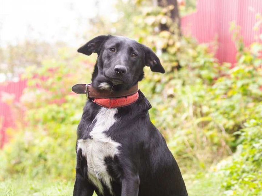Спасите собаку - 4 месяца на передержке
