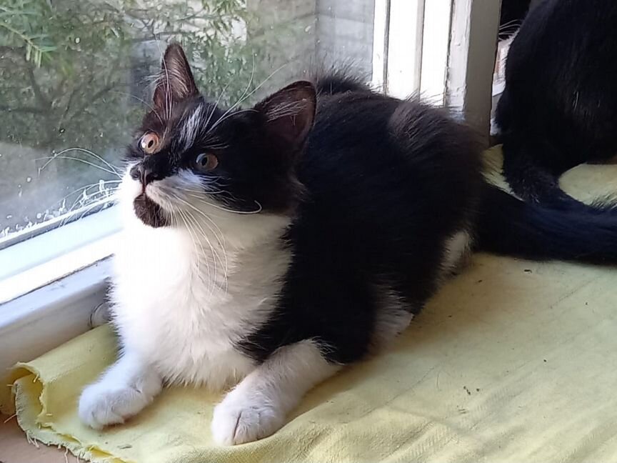 Котенок пушистая девочка бесплатно в дар ищет дом