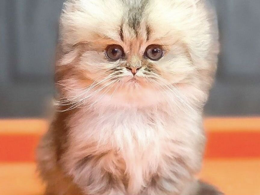 Золотая шиншилла котята