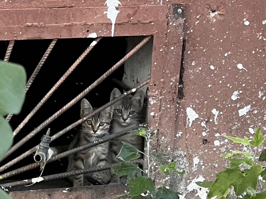 От котят хотят избавиться