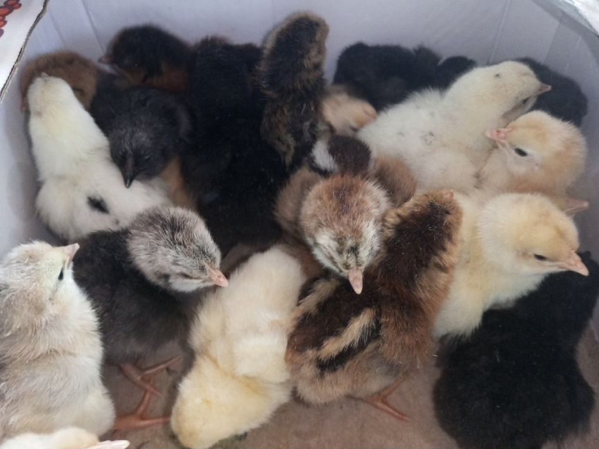 Цыплята кур смешанных пород