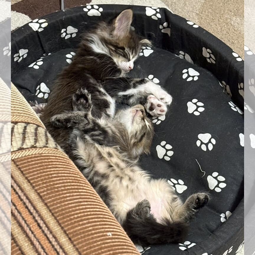 Мейн-кун котёнок