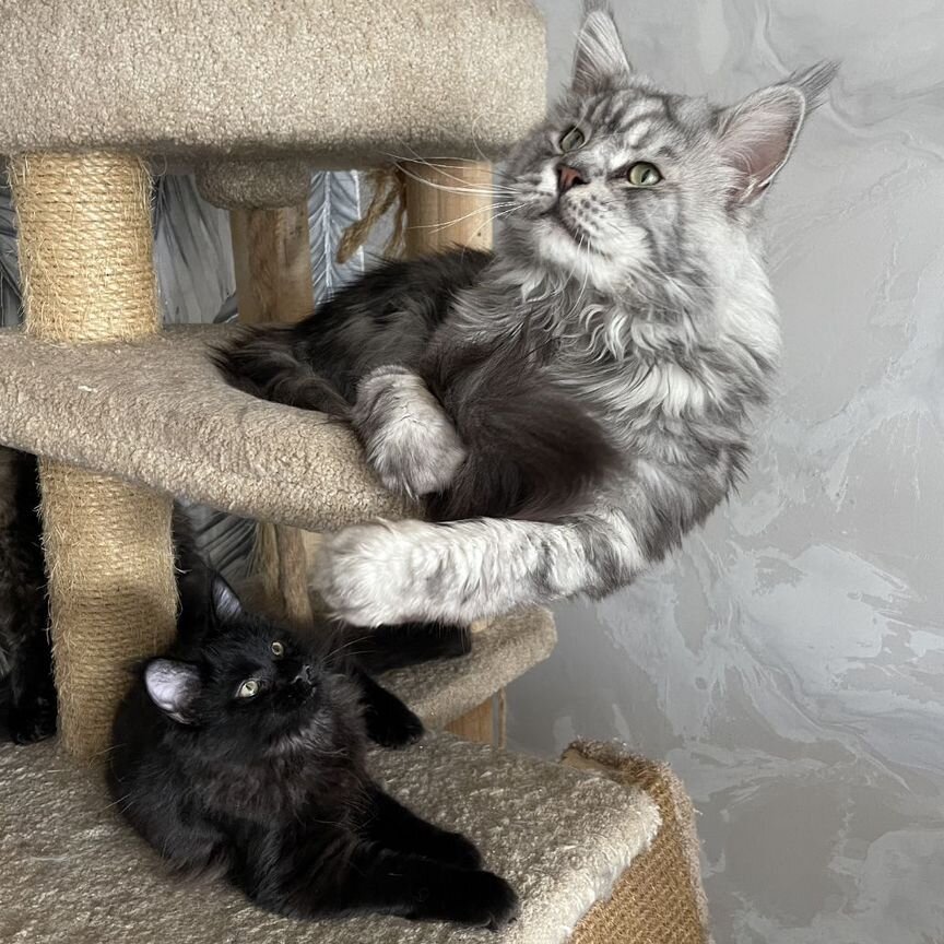 Мейн-кун котёнок