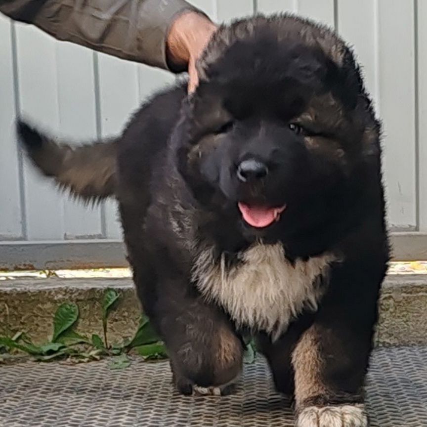 Щенок Кавказской овчарки