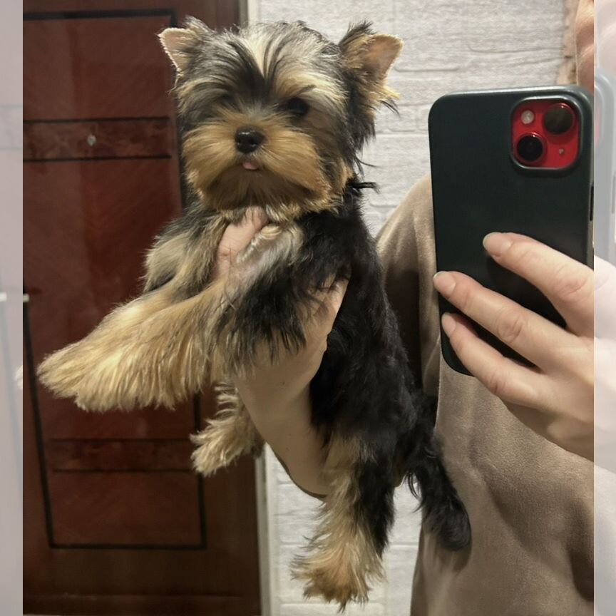 Йоркширский терьер, щенок