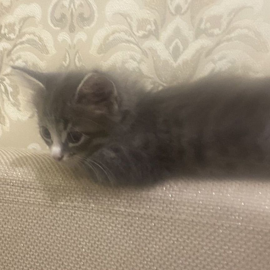 Кот в добрые руки бесплатно