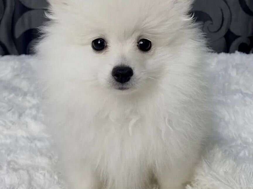 Щенки померанского шпица