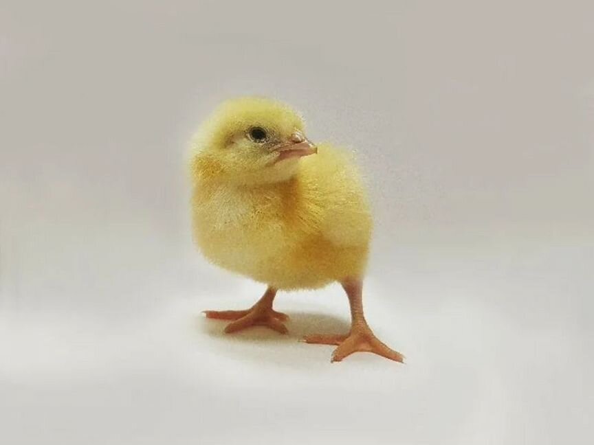 Бройлера Кобб 700