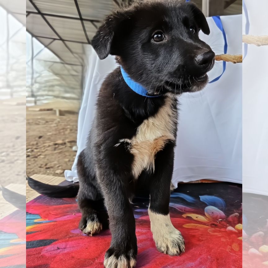 Щенок в добрые руки