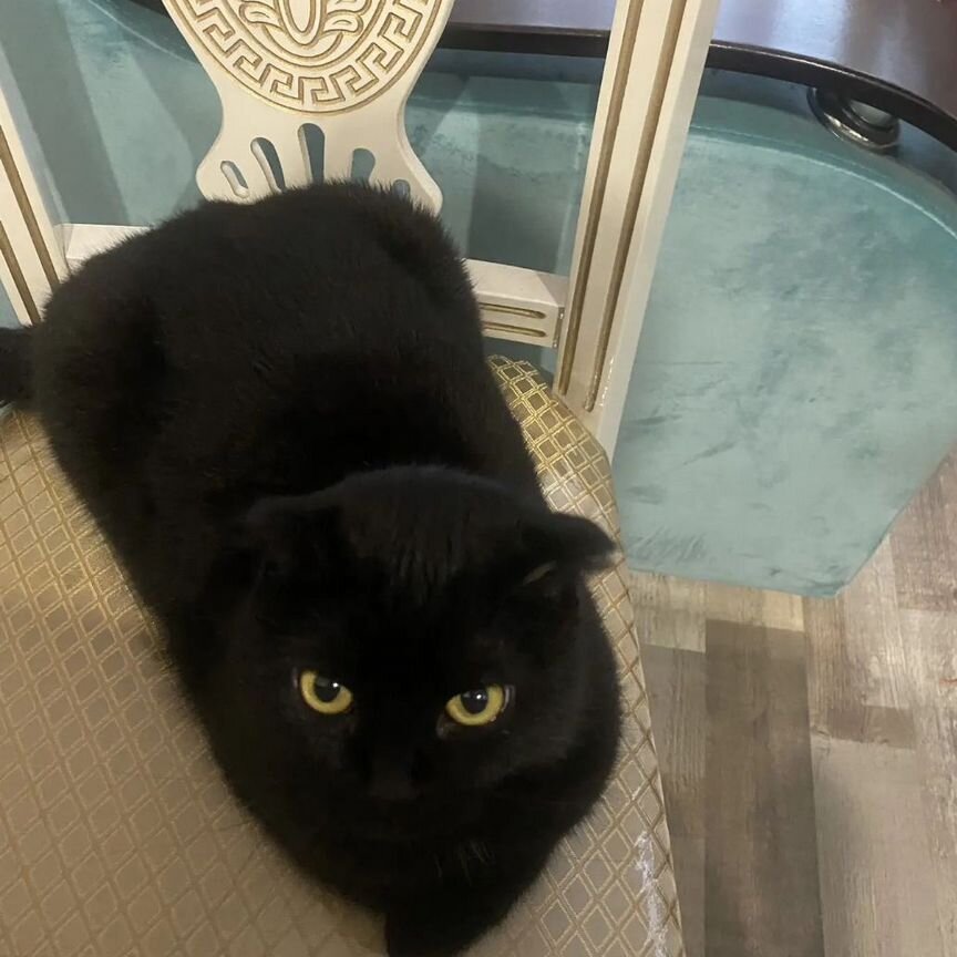 Британская короткошёрстная, взрослая кошка