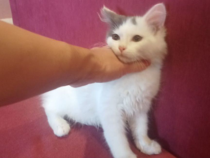 Пушистый малыш метис ангорской ищет дом
