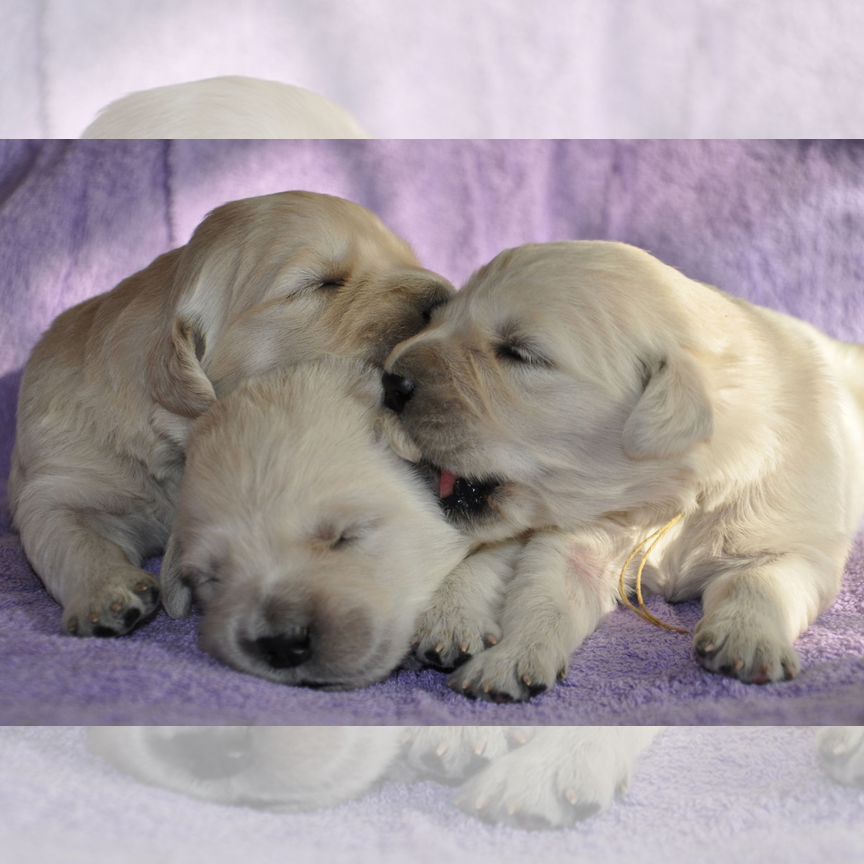 Золотистый ретривер, щенок