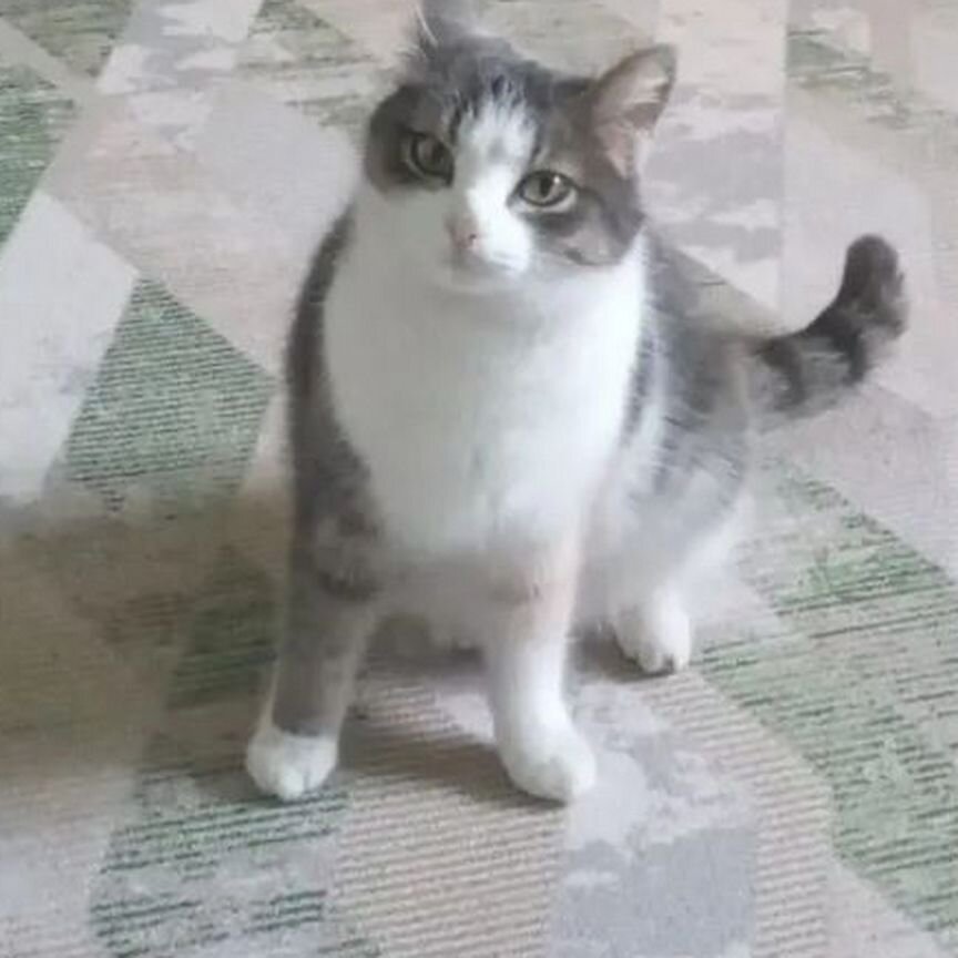 Сибирская, взрослая кошка