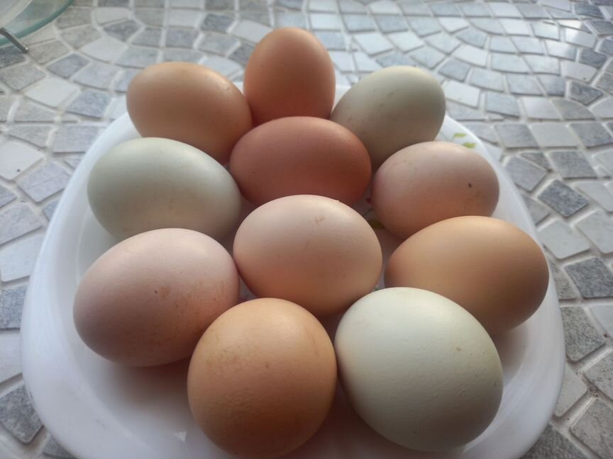 Инкубационное яйцо