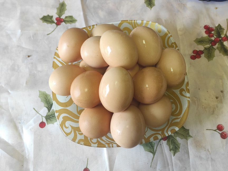 Инкубационное яйцо цветной бройлер