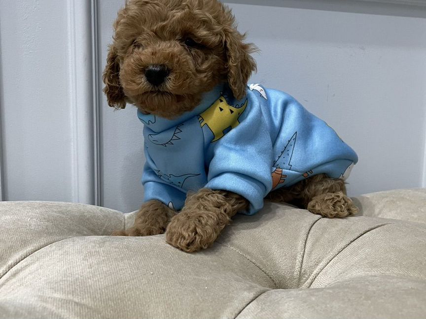 Той пудель мальчишка в голубом костюме