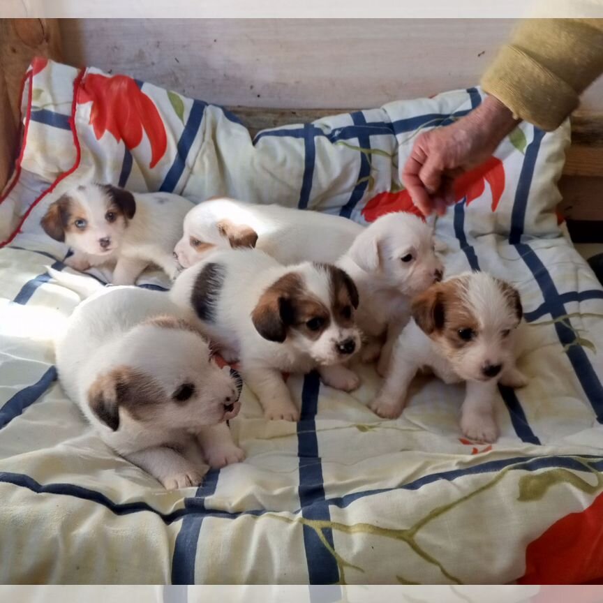 Джек-рассел-терьер, щенок