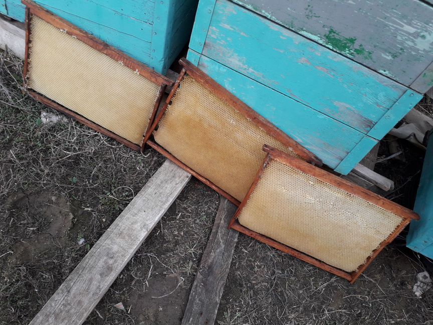 Сушь для пчёл