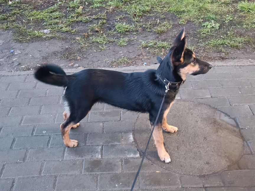 Щенок в добрые руки