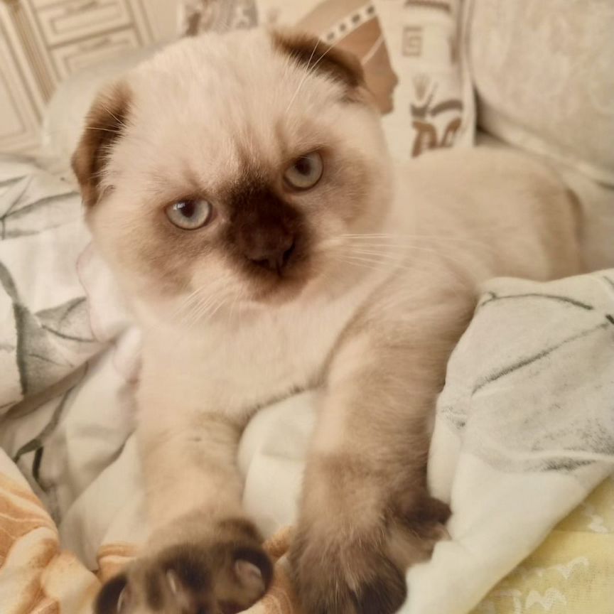 Кошка Шотландской породы
