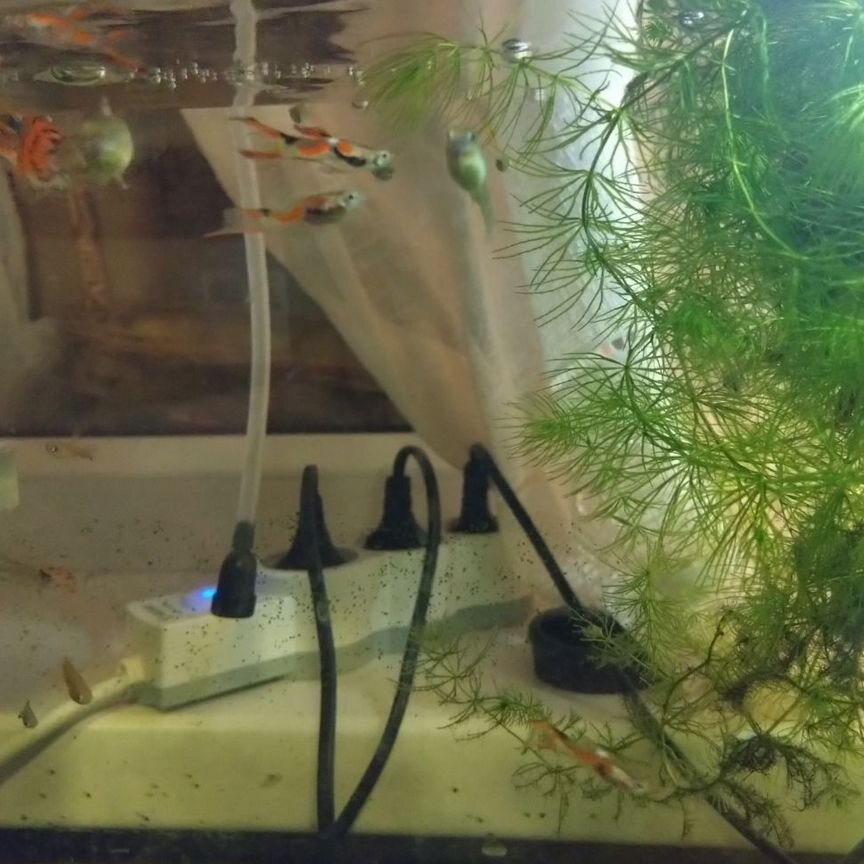 Отдам гуппи Эндлера