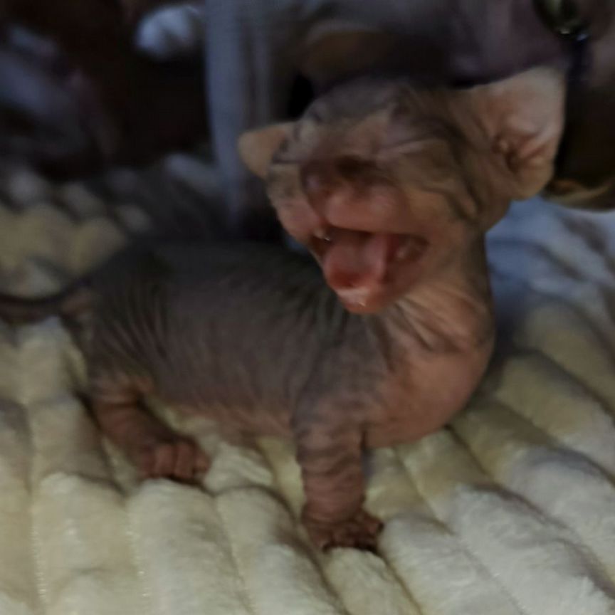 Бамбино котёнок