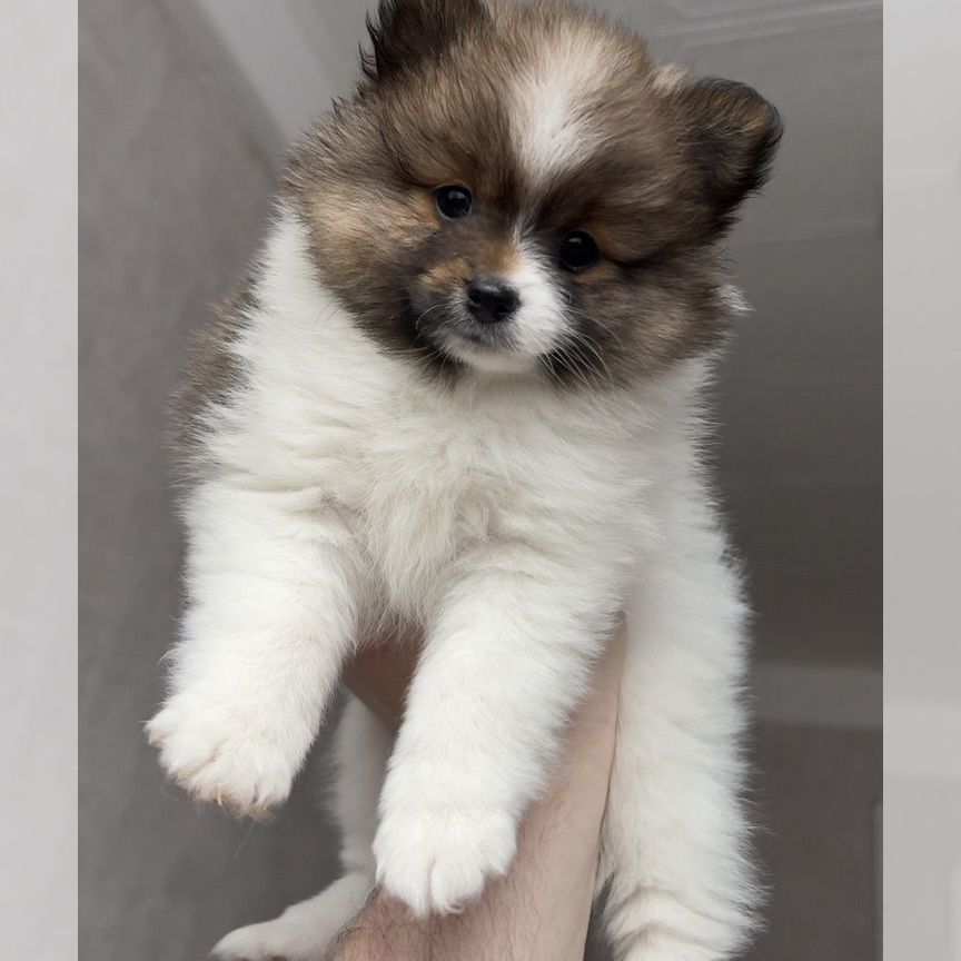 Померанский шпиц, щенок