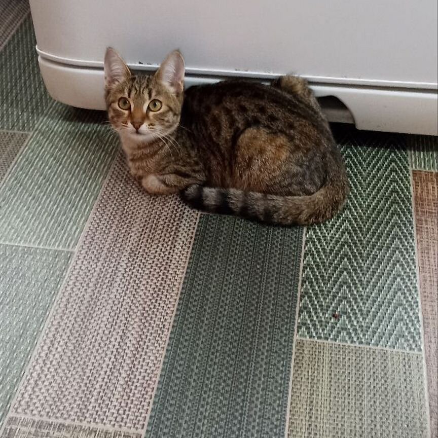 Кошечка где то 3,4 месяца