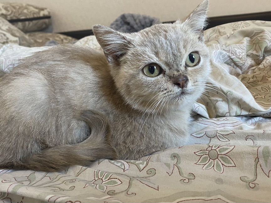 Британская кошка