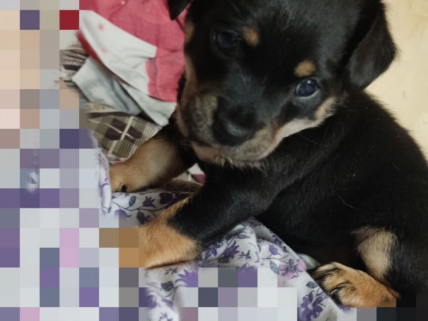 Отдам щенка в хорошие руки