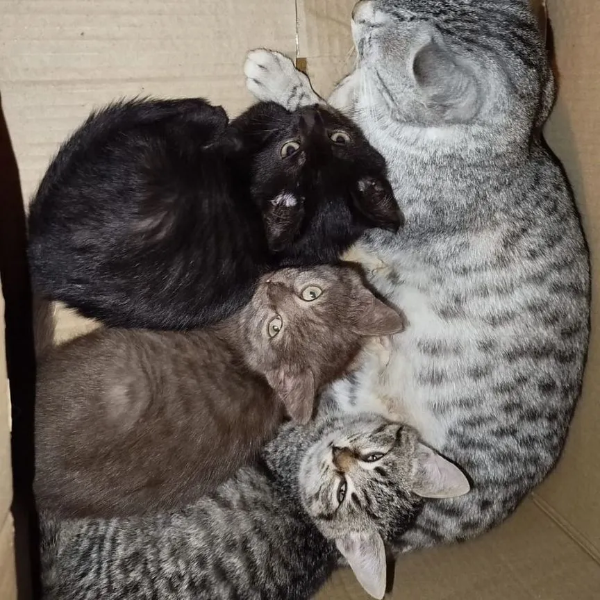 Котятам нужен дом