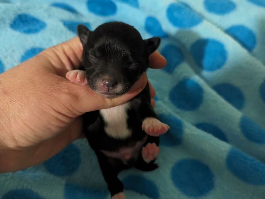 Китайская хохлатая пуховые