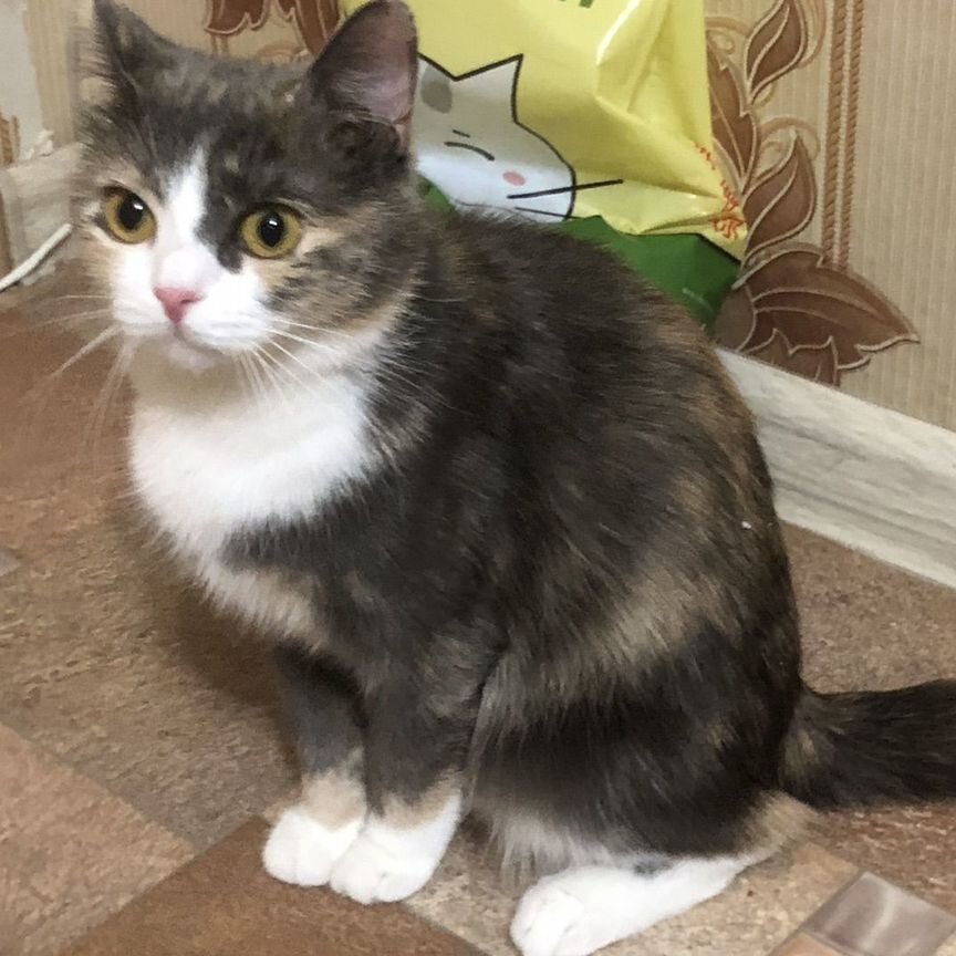 Взрослая, кошка в добрые руки