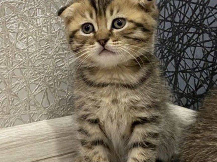 Котята Табби Браун