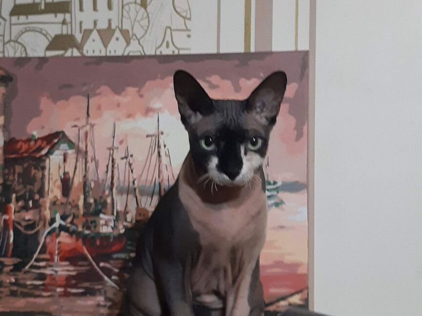 Отдам кота в добрые руки