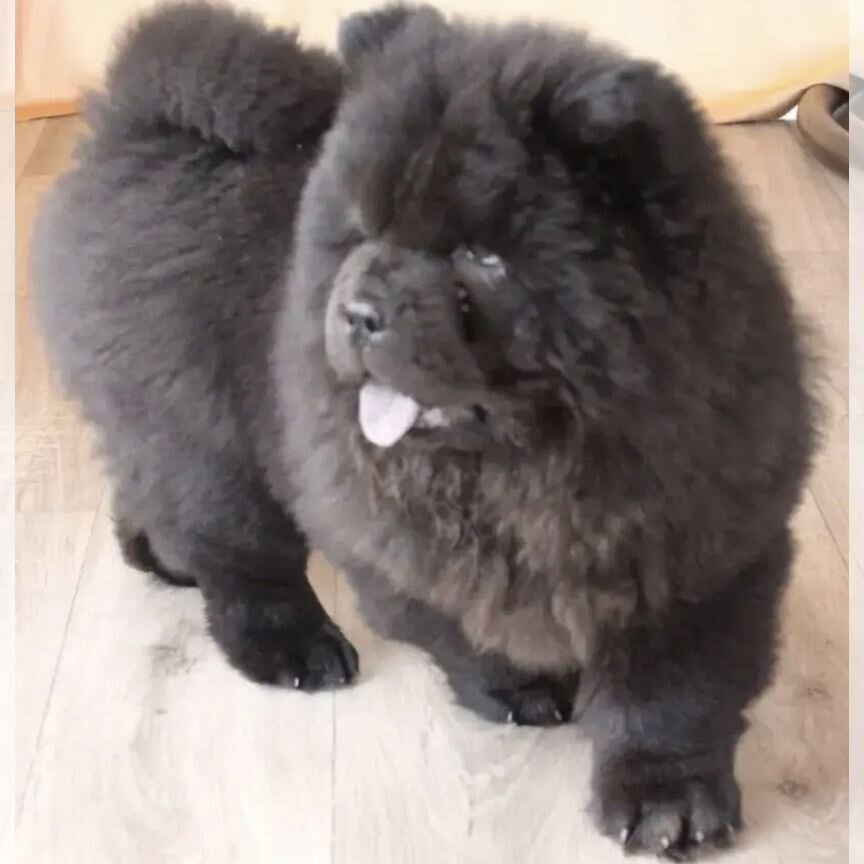 Чау-чау, щенок