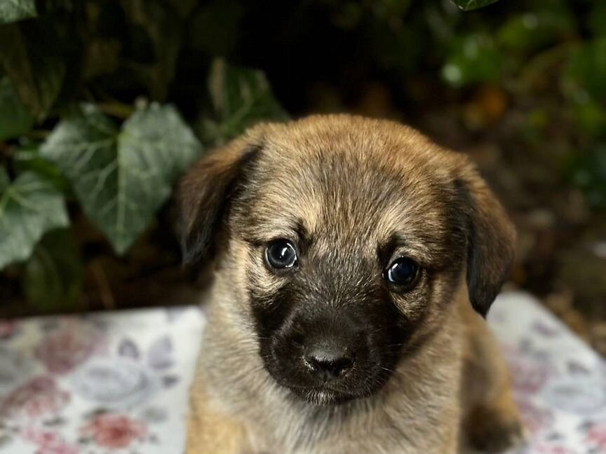 Собака в добрые руки отдам бесплатно