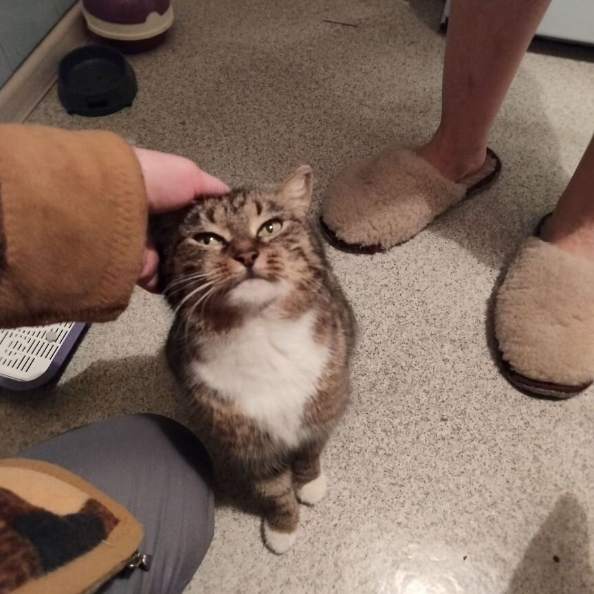 В добрые руки