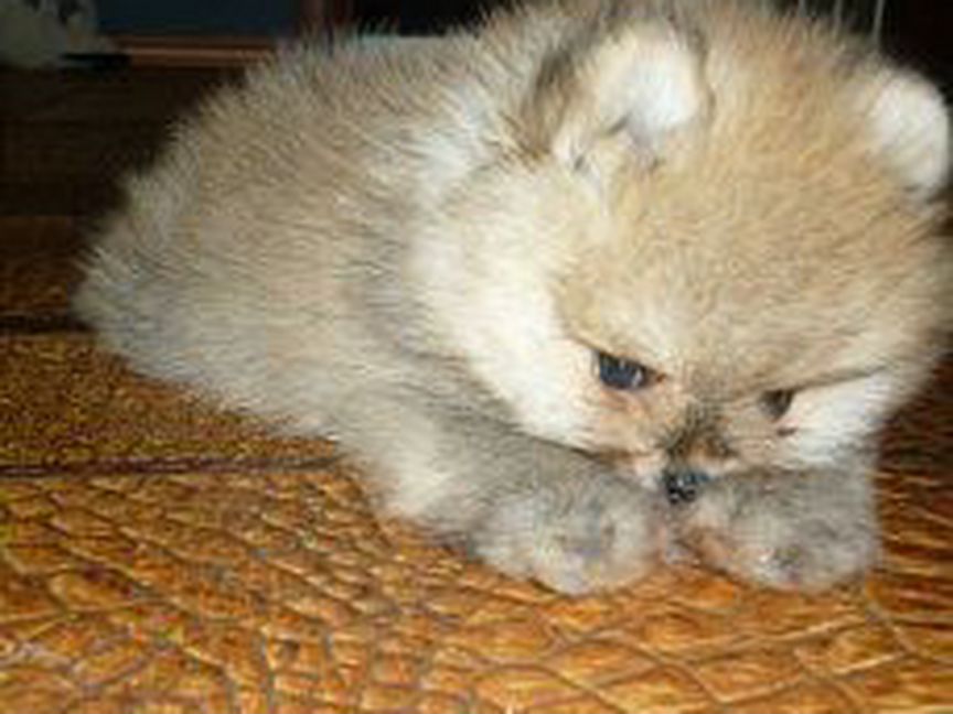 Щенки шпица мини микро