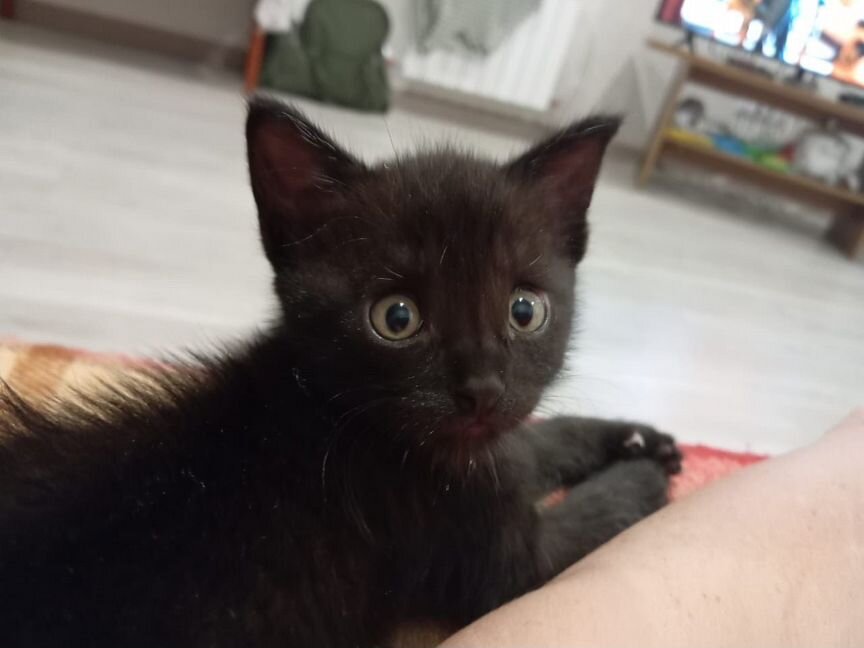 Чёрный котёнок ищет хозяина. В хорошие руки