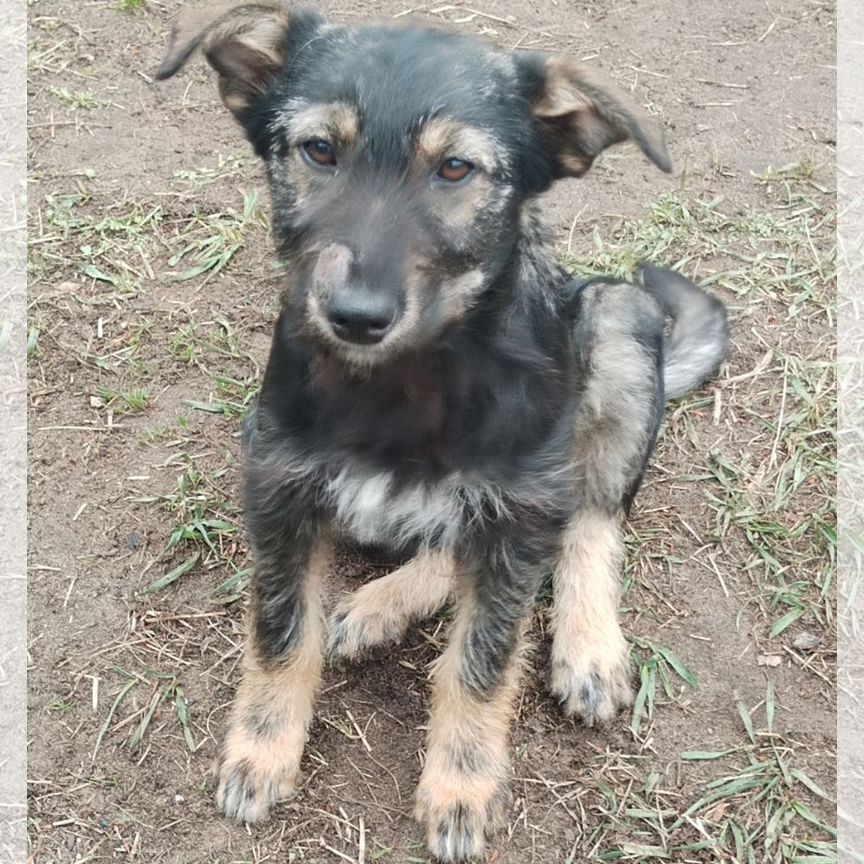 Щенок в добрые руки