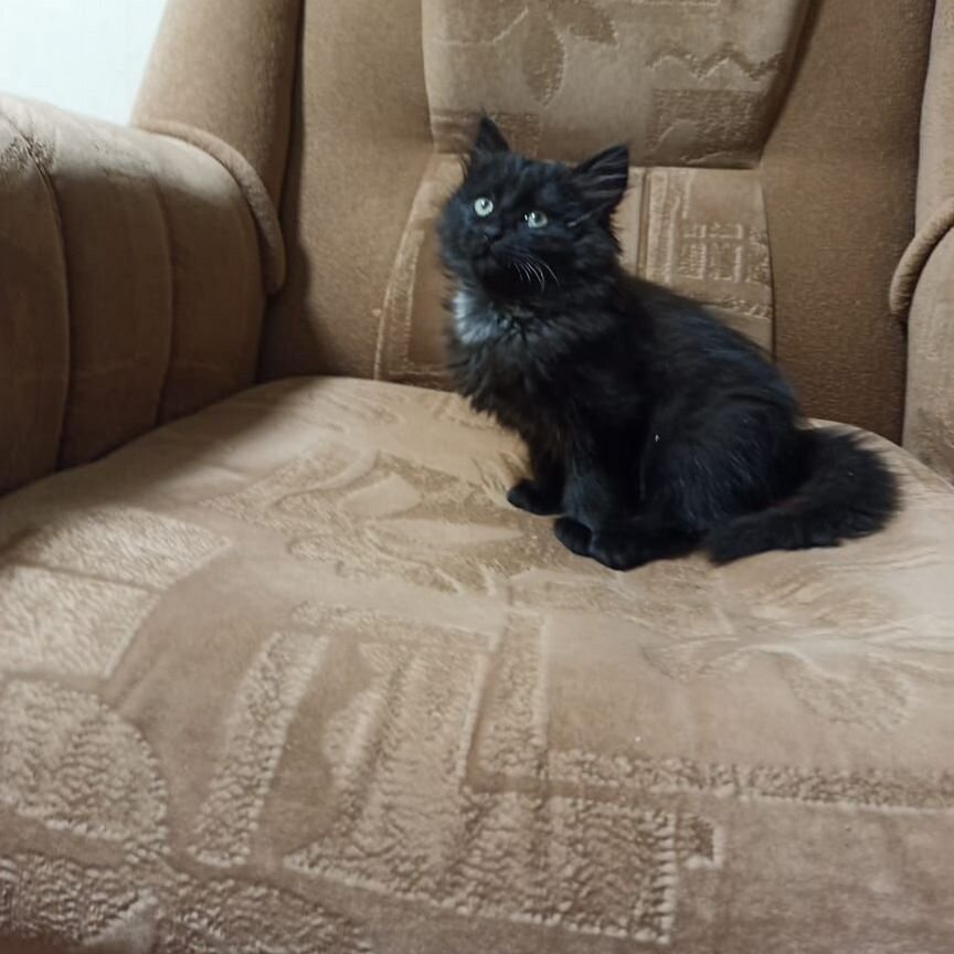 Отдам котёнка в добрые руки