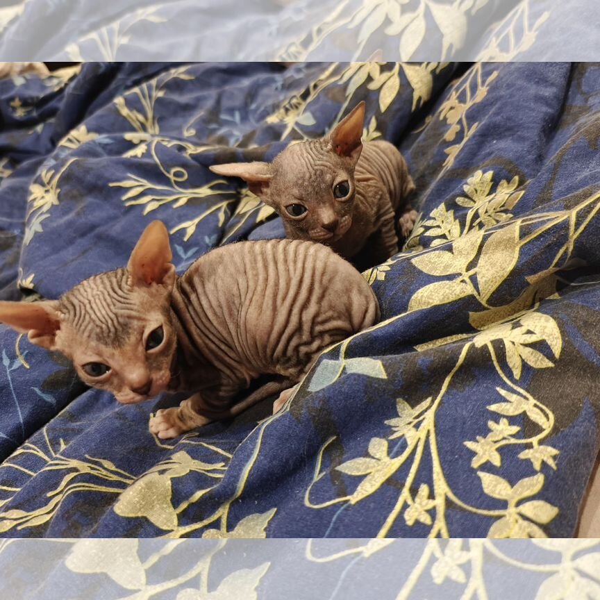 Донской сфинкс