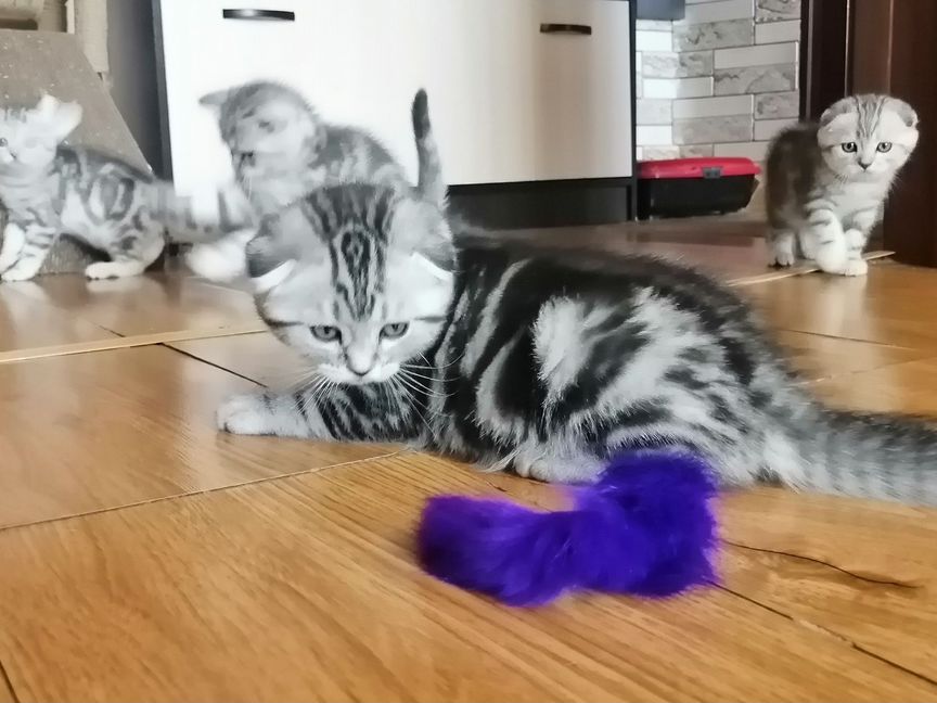 Шотландские котята
